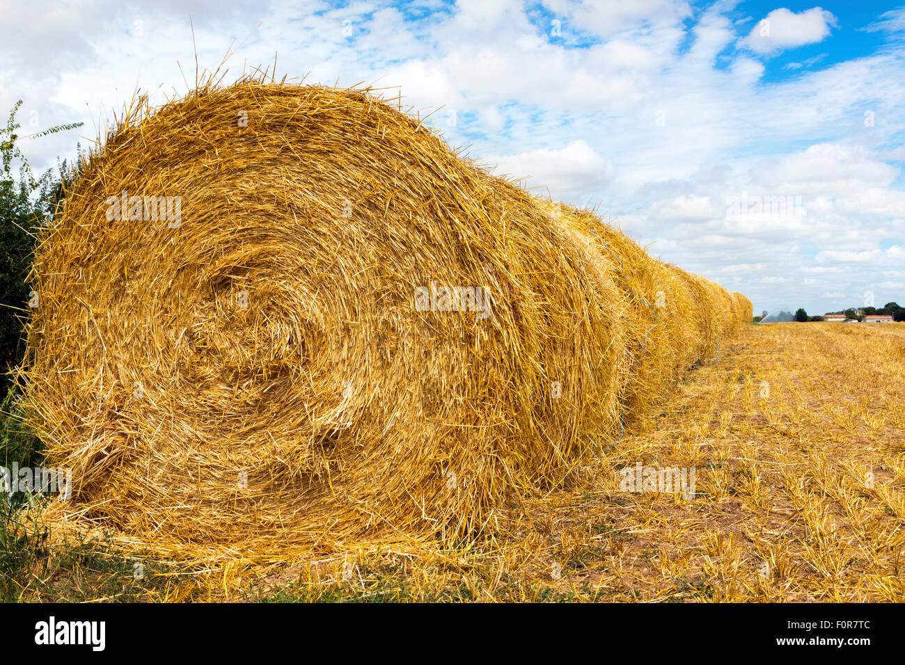Hay bales, Charente Maritime, south west France Stock Photo - Alamy