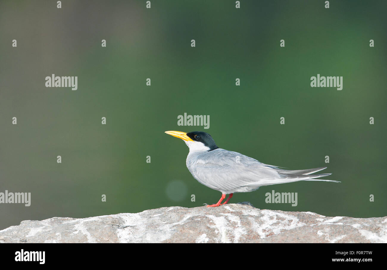 India river bird hi-res stock photography and images - Alamy