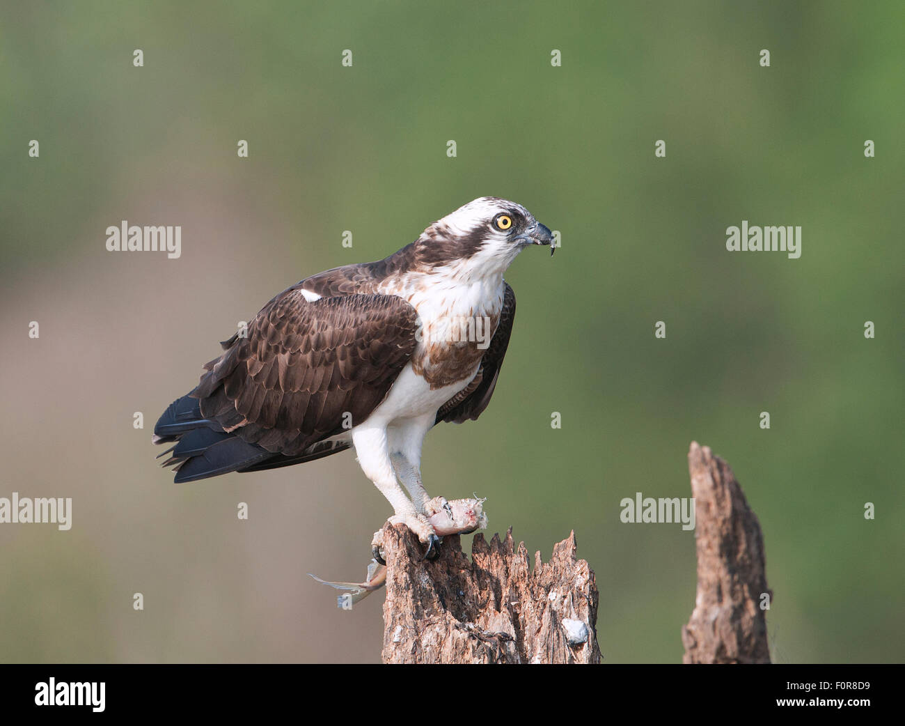 Predator prey india hi-res stock photography and images - Alamy