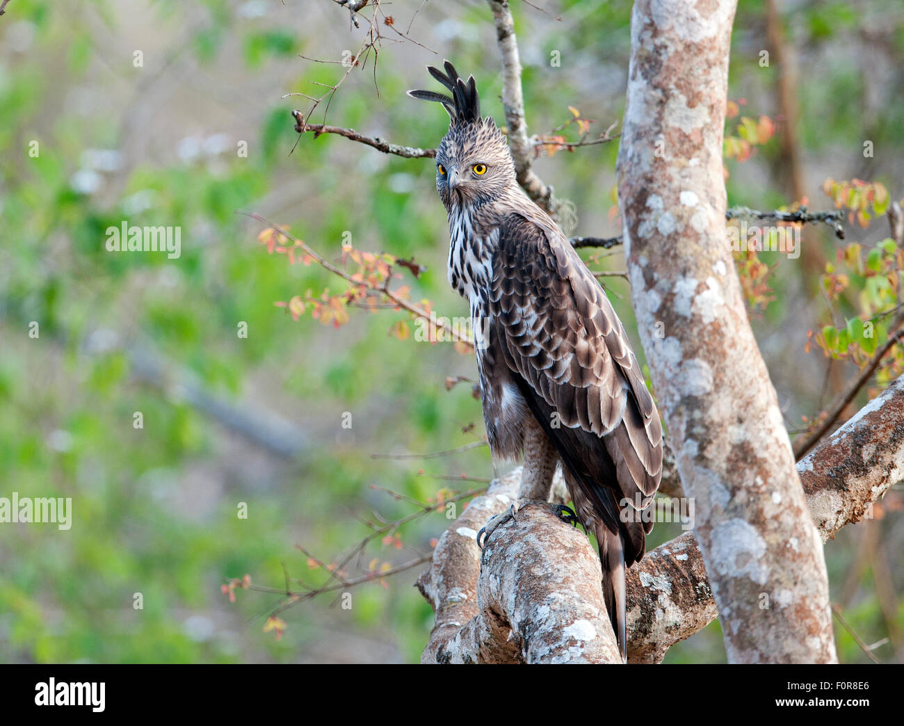 Crested hawk eagle spizaetus cirrhatus hi-res stock photography and images - Alamy
