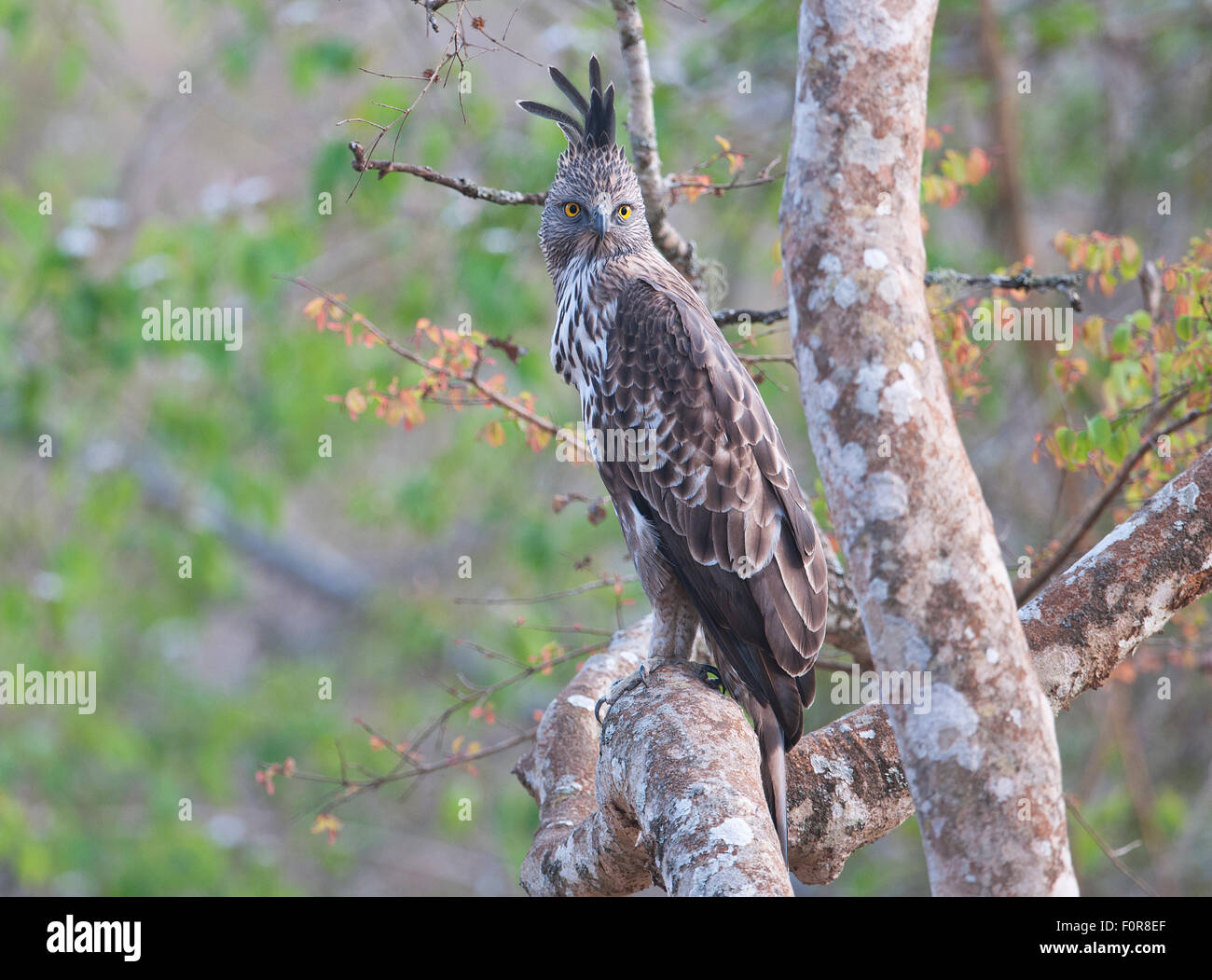 Crested Hawk Eagle Spizaetus Cirrhatus High Resolution Stock Photography and Images - Alamy