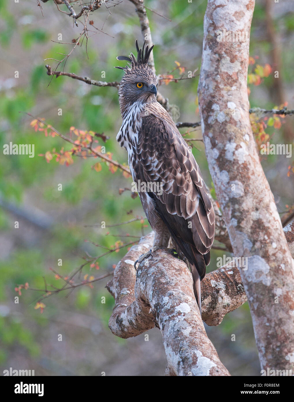 Crested hawk eagle spizaetus cirrhatus hi-res stock photography and images - Alamy