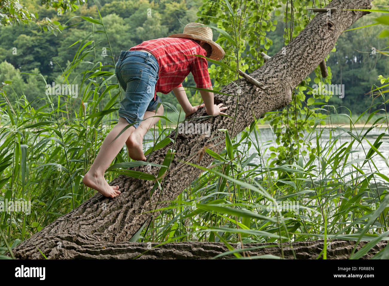 Page 2 - Boy Climbing Tree Barefoot High Resolution Stock Photography ...