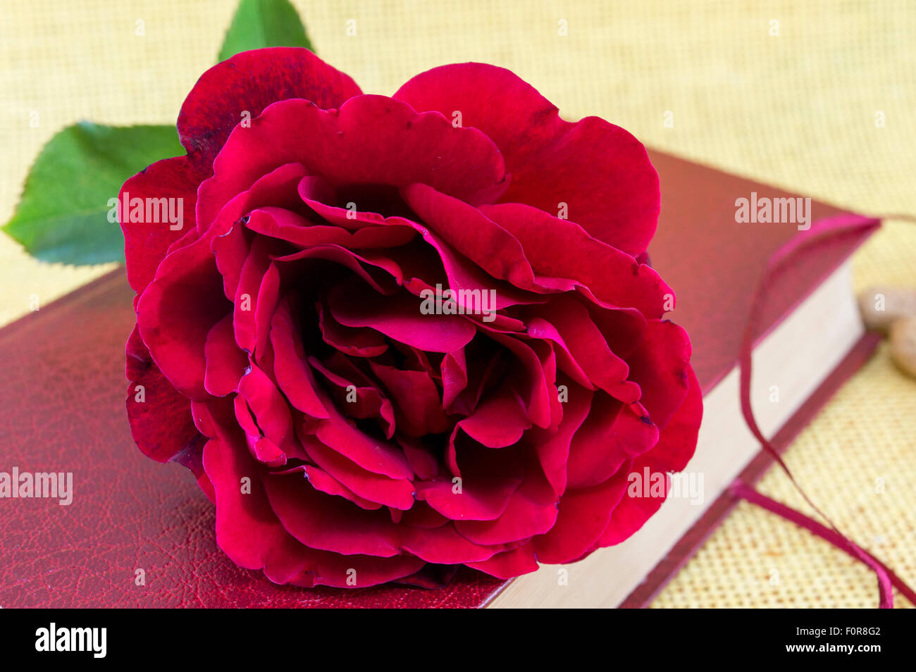 Rose on book hi-res stock photography and images - Alamy