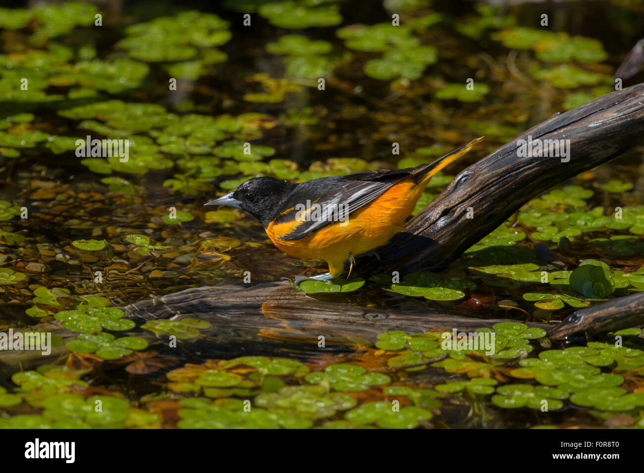 Baltimore Oriole - male at drinking pool Icterus galbula Gulf Coast of ...