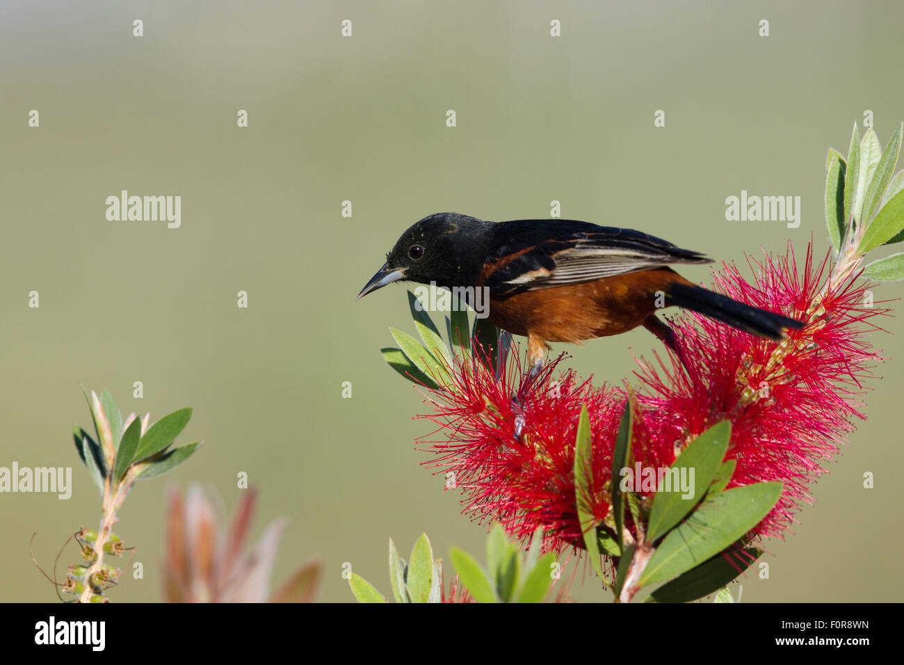 Orchard Oriole - male feeding on Bottlebrush flowers Icterus spurius ...