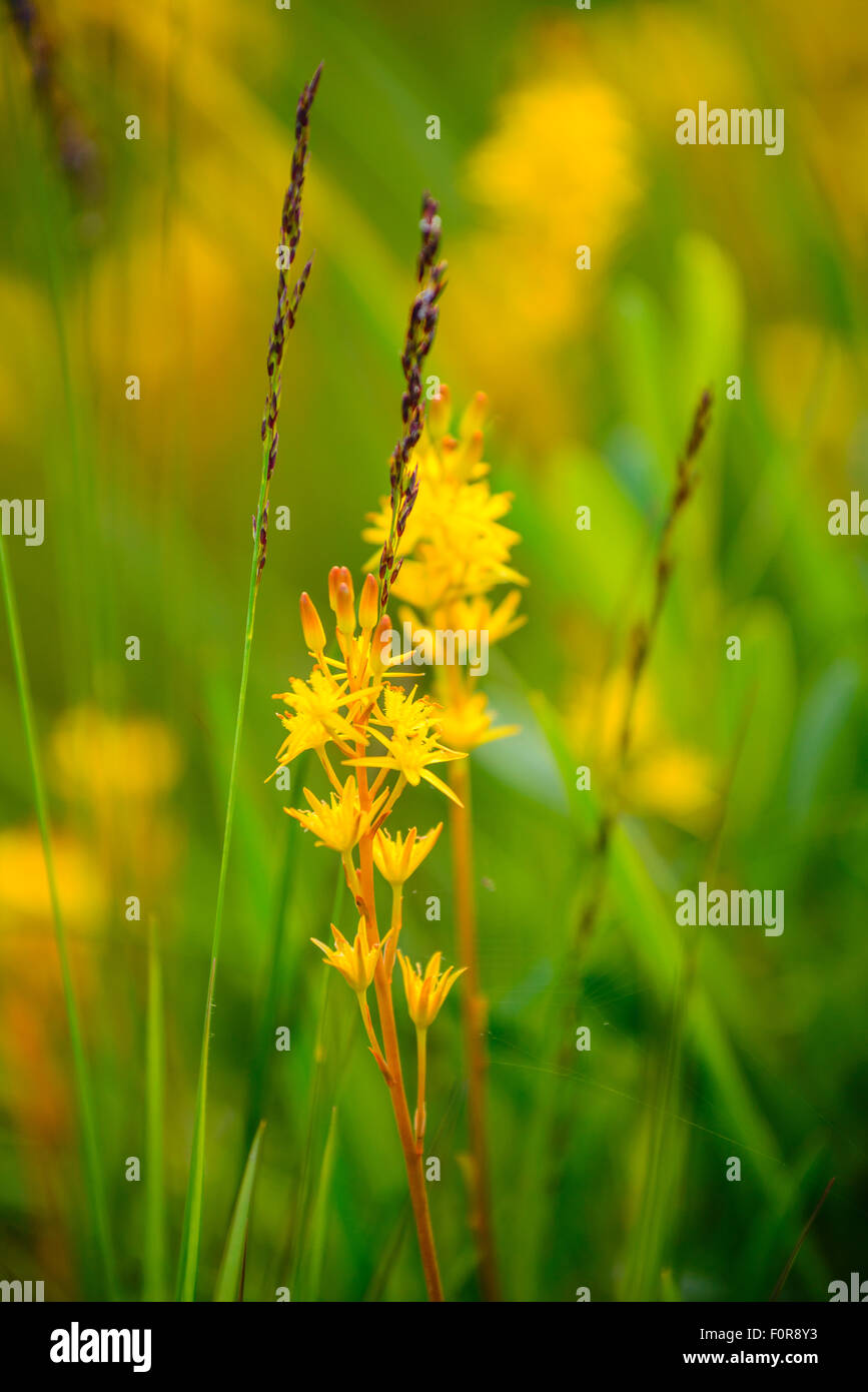 Bog asphodel scotland hi-res stock photography and images - Alamy