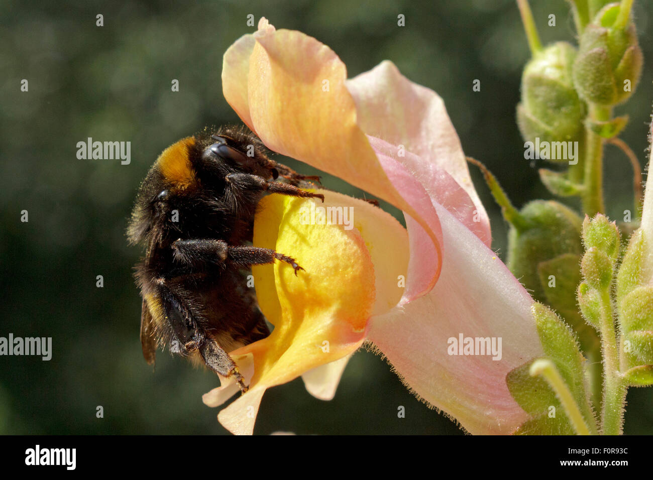 bumblebee on common snapdragon (Antirrhinum majus Stock Photo - Alamy