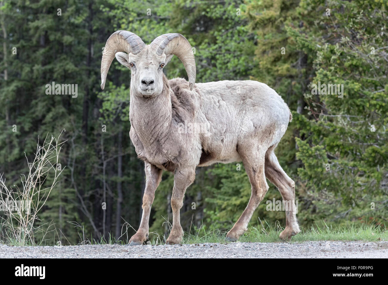 Mature sheep hi-res stock photography and images - Alamy