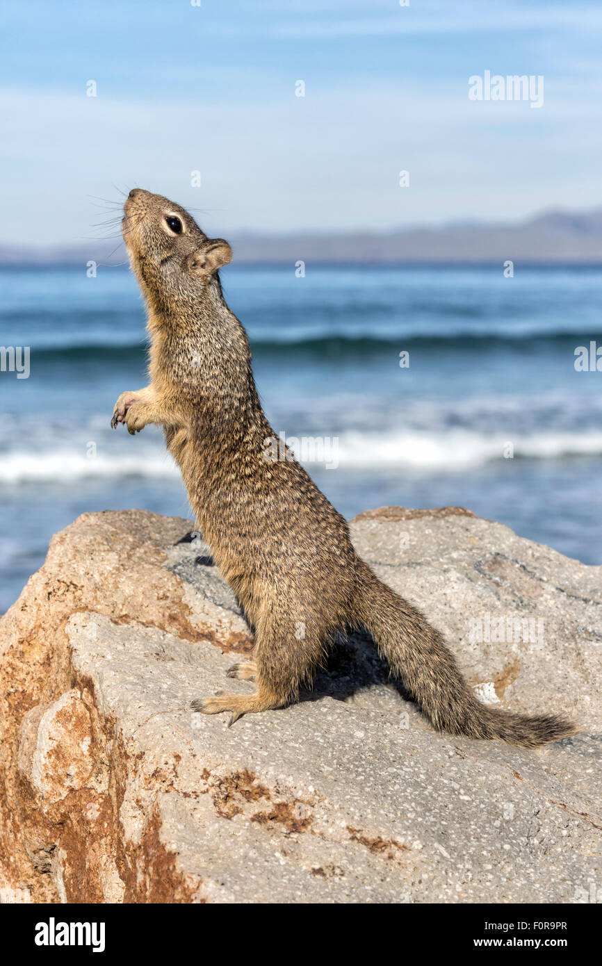 California Ground Squirrel Stock Photo - Alamy