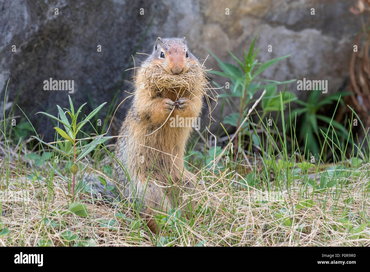 Columbianus hi-res stock photography and images - Alamy