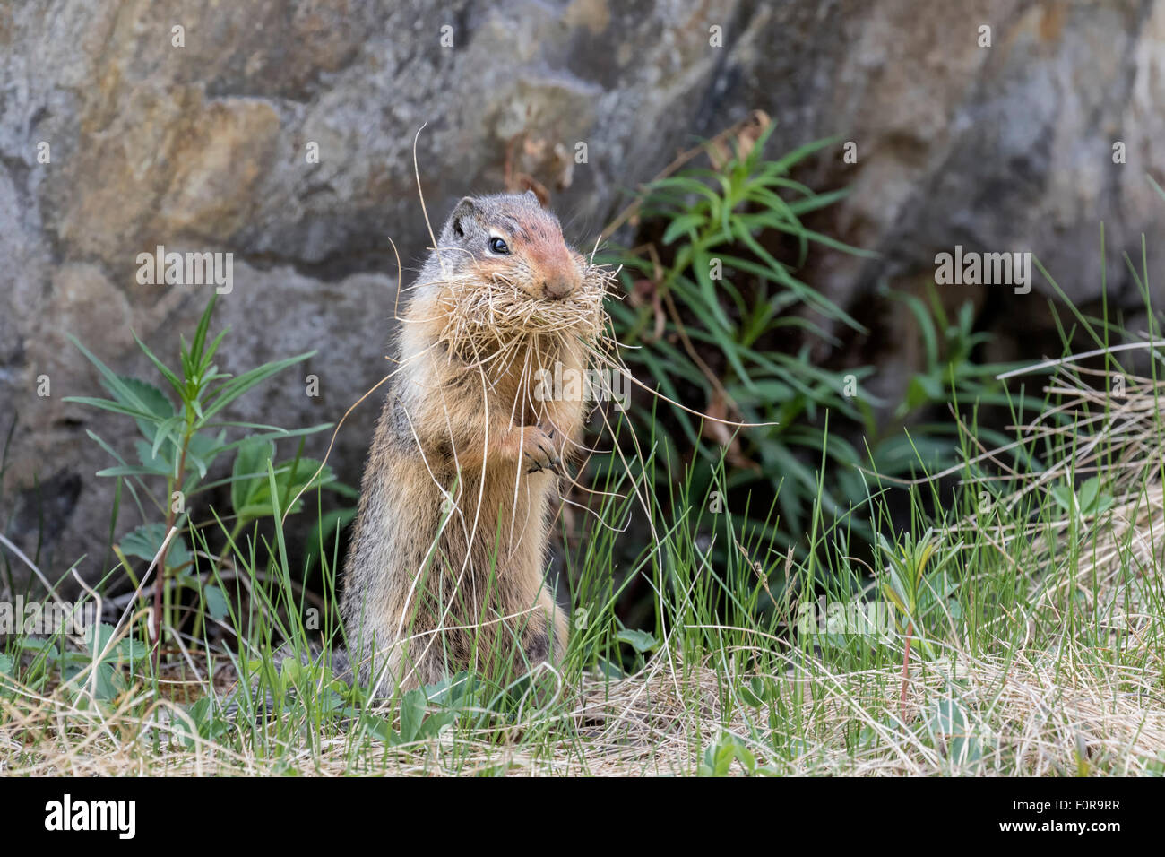 Columbian Ground Squirrel - Urocitellus columbianus Stock Photo - Alamy