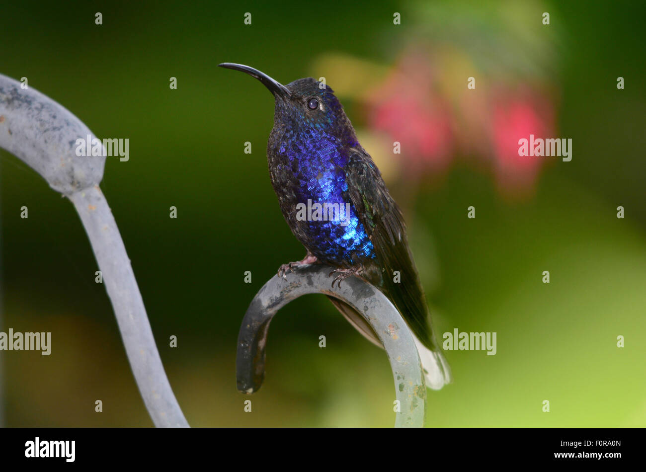 Beautiful Violet Sabrewing (Campylopterus hemileucurus) hummingbird one ...
