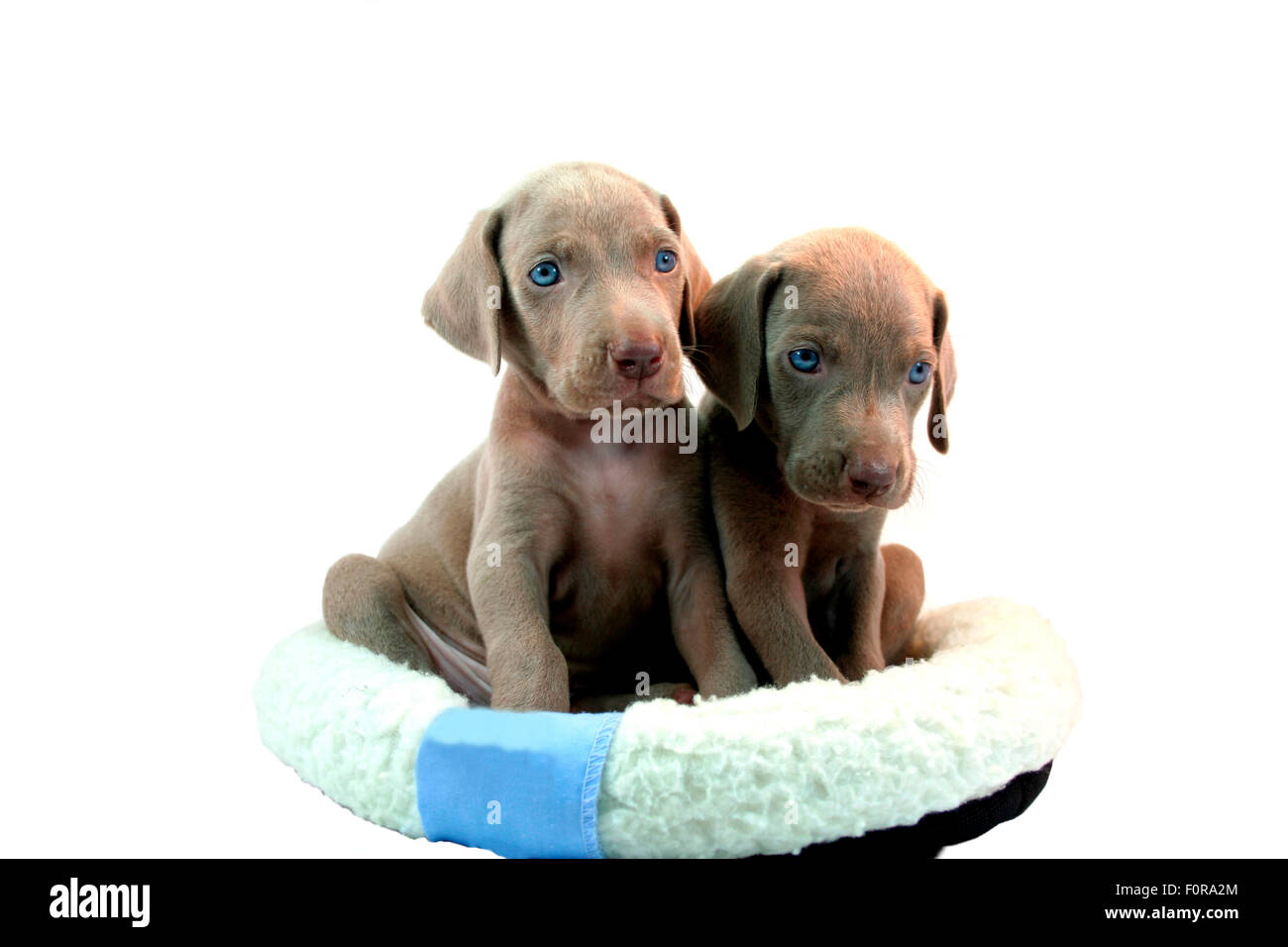 Two beautiful weimaraner puppies isolated on white Stock Photo - Alamy