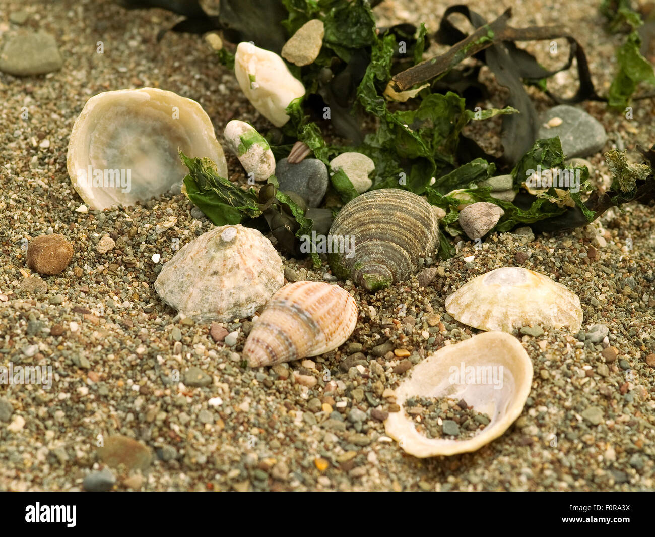Shells beach sand seaweed hi-res stock photography and images - Alamy