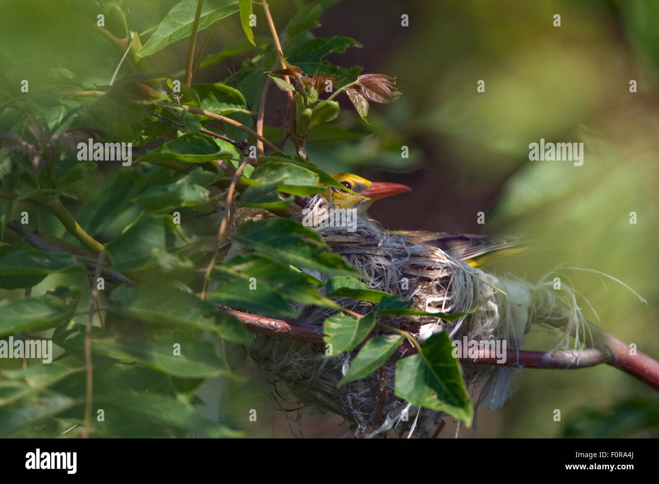 Female Golden oriole (Oriolus oriolus) on nest, Bulgaria, May 2008 ...