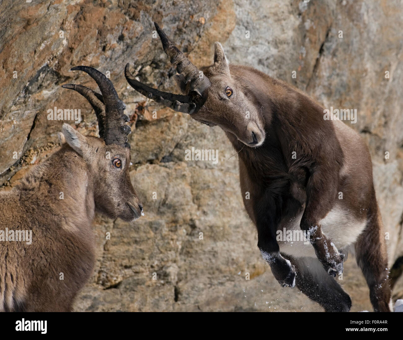 Two Alpine ibex (Capra ibex) fighting, Gran Paradiso National Park ...