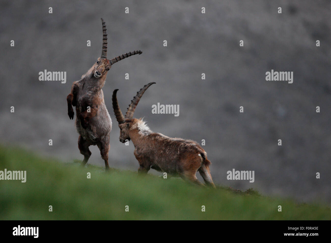 Two Alpine ibex (Capra ibex) fighting in front of a glacier, Hohe ...