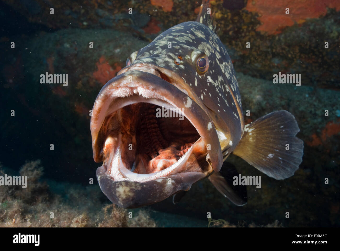 Grouper mouth hi-res stock photography and images - Alamy