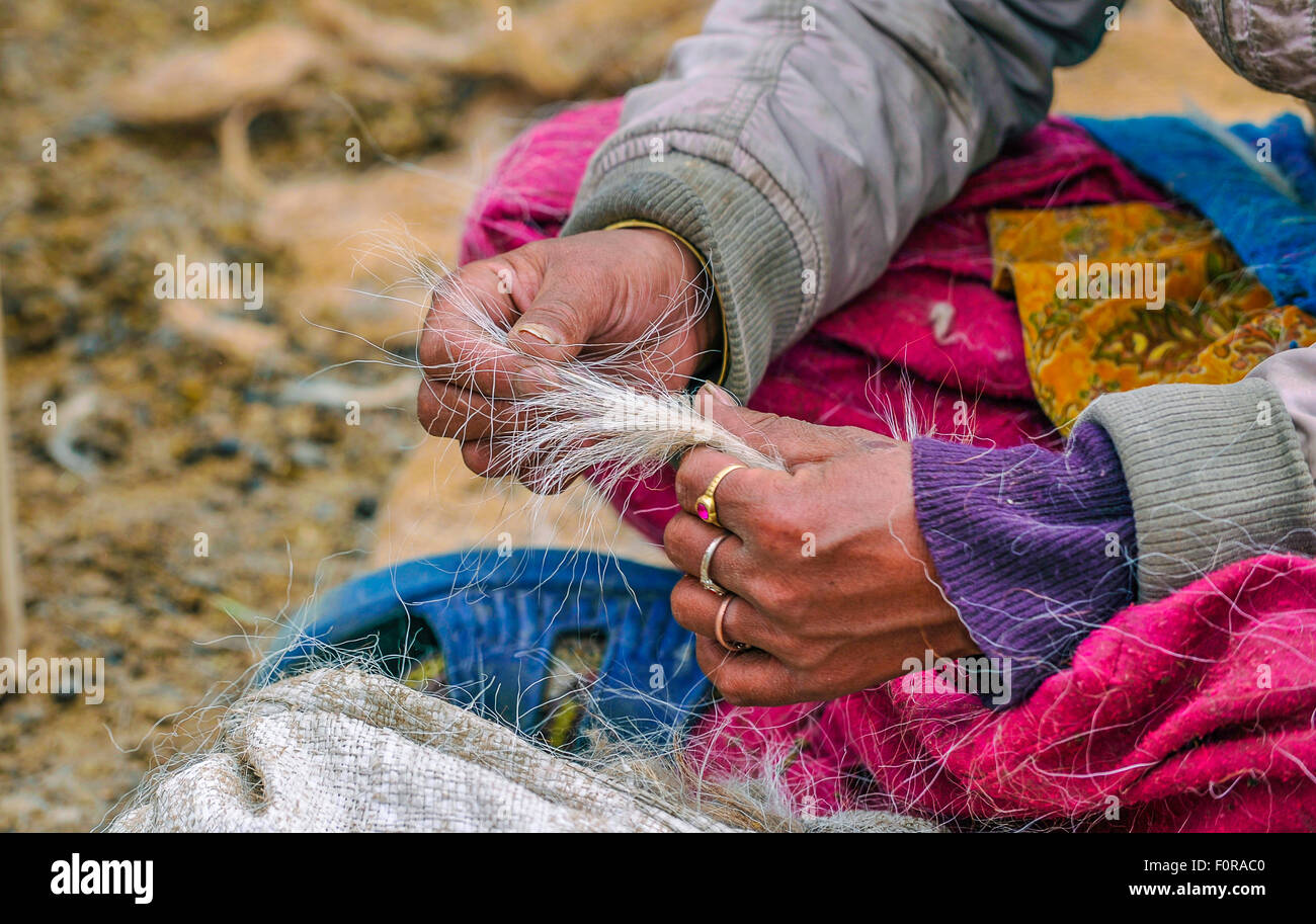 India Jammu Kashmir Ladakh A woman clearing pashmina wool Stock Photo ...