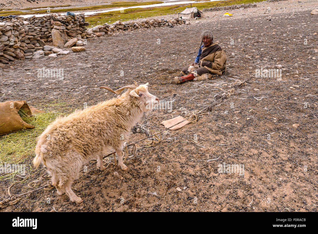 India Jammu Kashmir Ladakh A nomad with pashmina sheep Stock Photo - Alamy