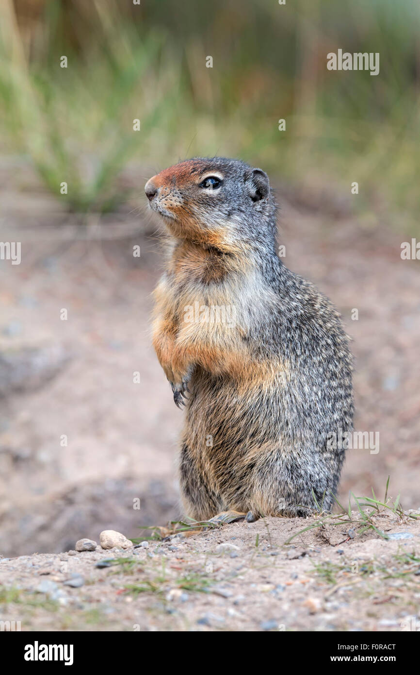 Wildlife rockies columbian ground squirrel hi-res stock photography and ...