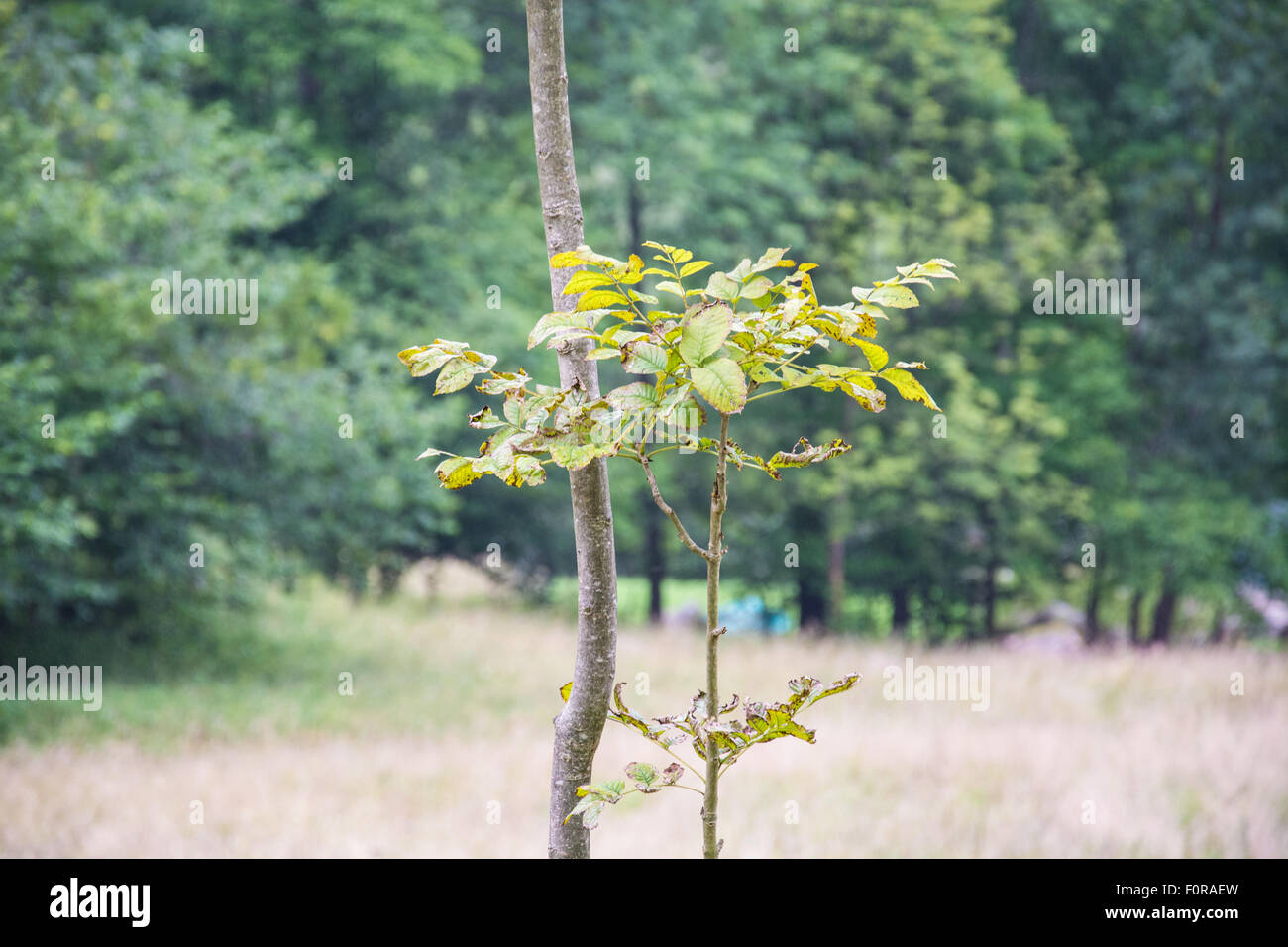 young tree in park Stock Photo - Alamy