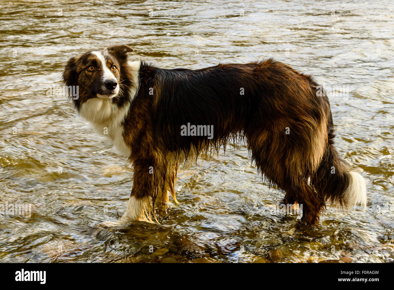 Border Collie dog in River Lune near Devil’s Bridge on the River Lune ...