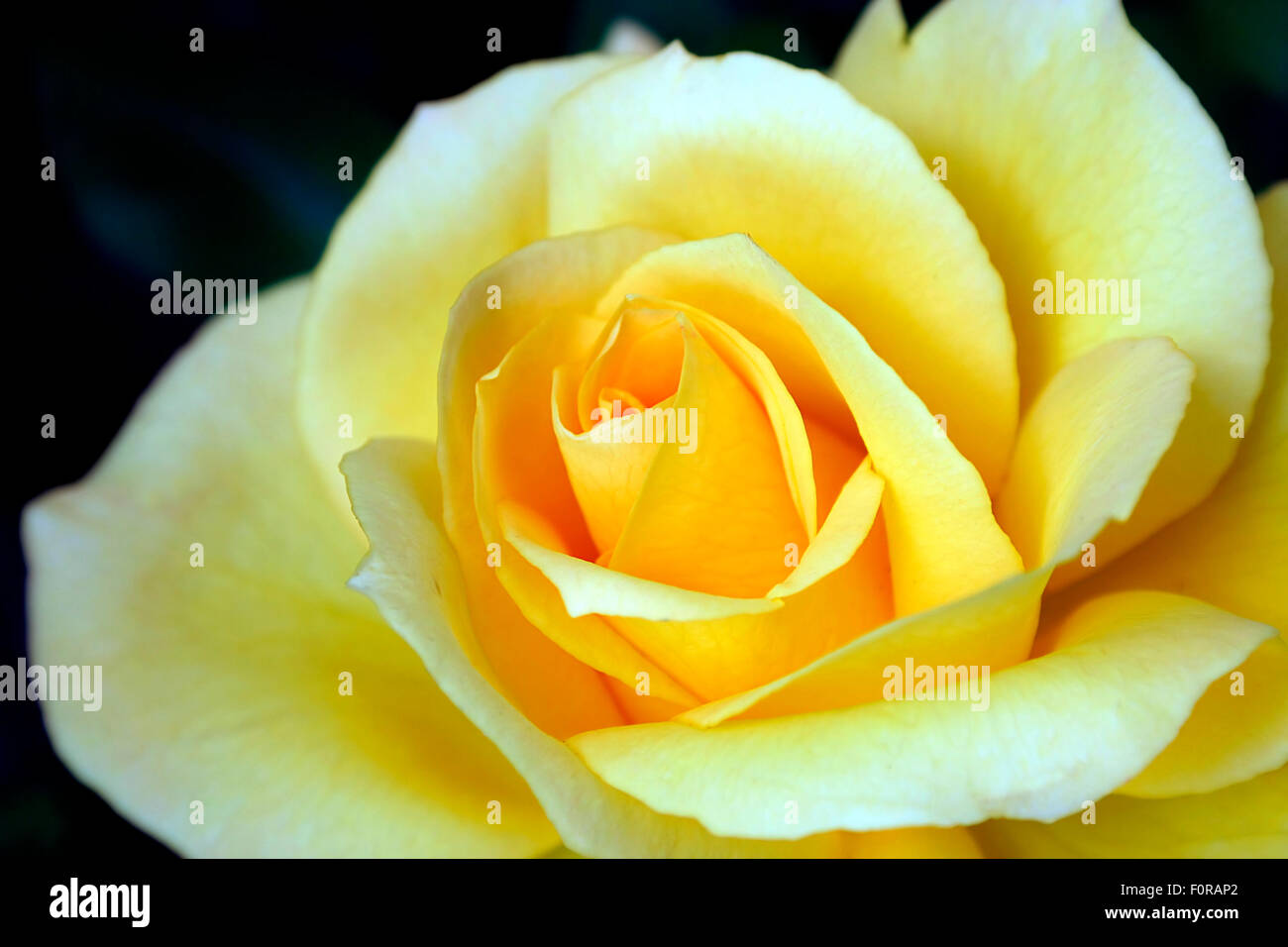 Beautiful yellow rose hi-res stock photography and images - Alamy