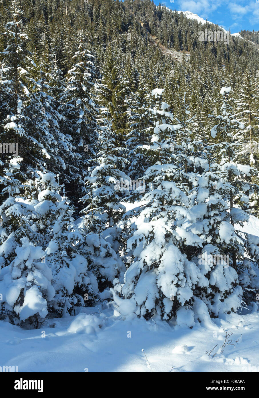 Fir tree forest on mountain hi-res stock photography and images - Alamy