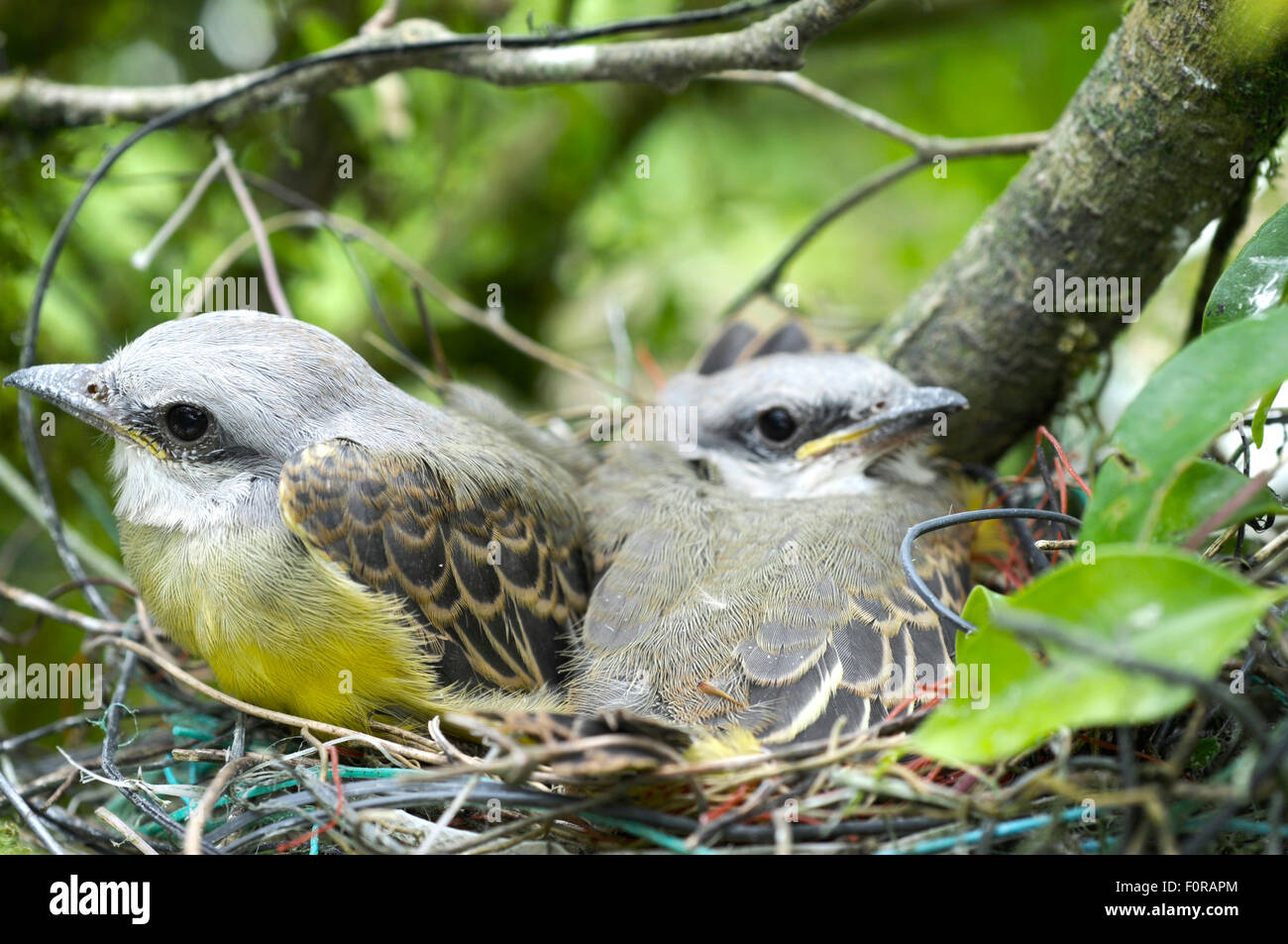 Two young Tropical Kingbird babies on their nest Stock Photo - Alamy