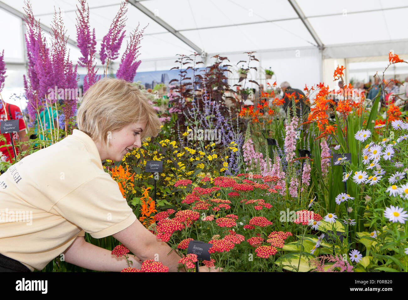 Alice Fitton, Golden Clough Nursery, putting the finishing touches to ...