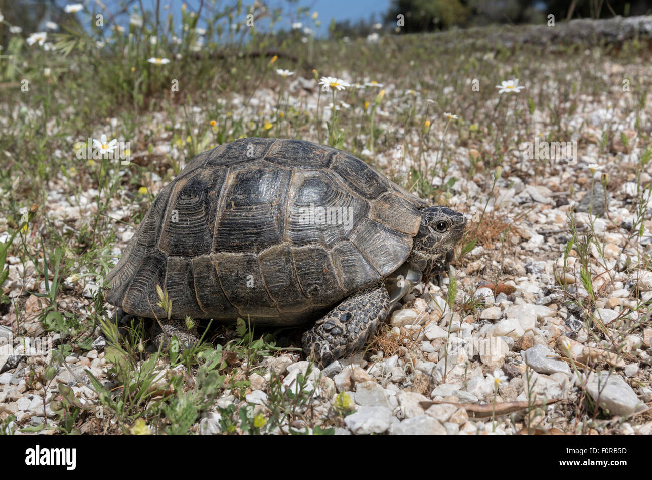 Spur thighed Tortoise Stock Photo - Alamy