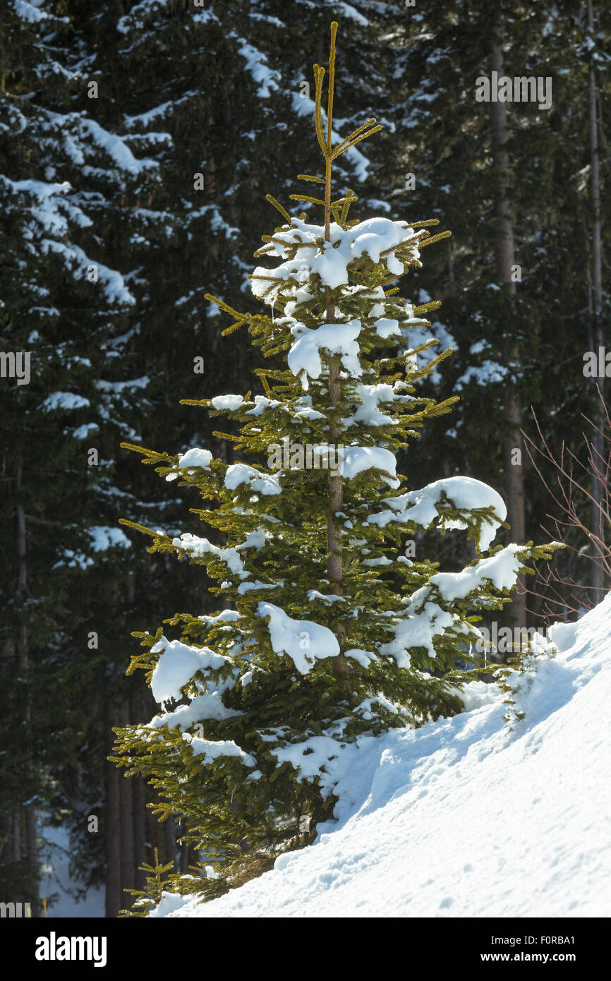 Beautiful fir tree hi-res stock photography and images - Alamy