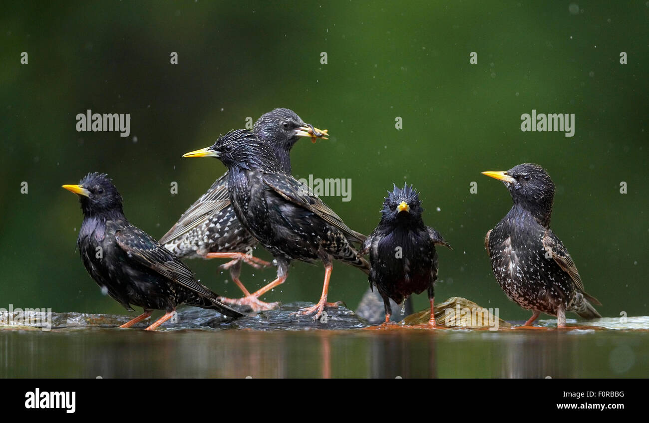 Common starlings (Sturnus vulgaris) bathing and feeding by water ...