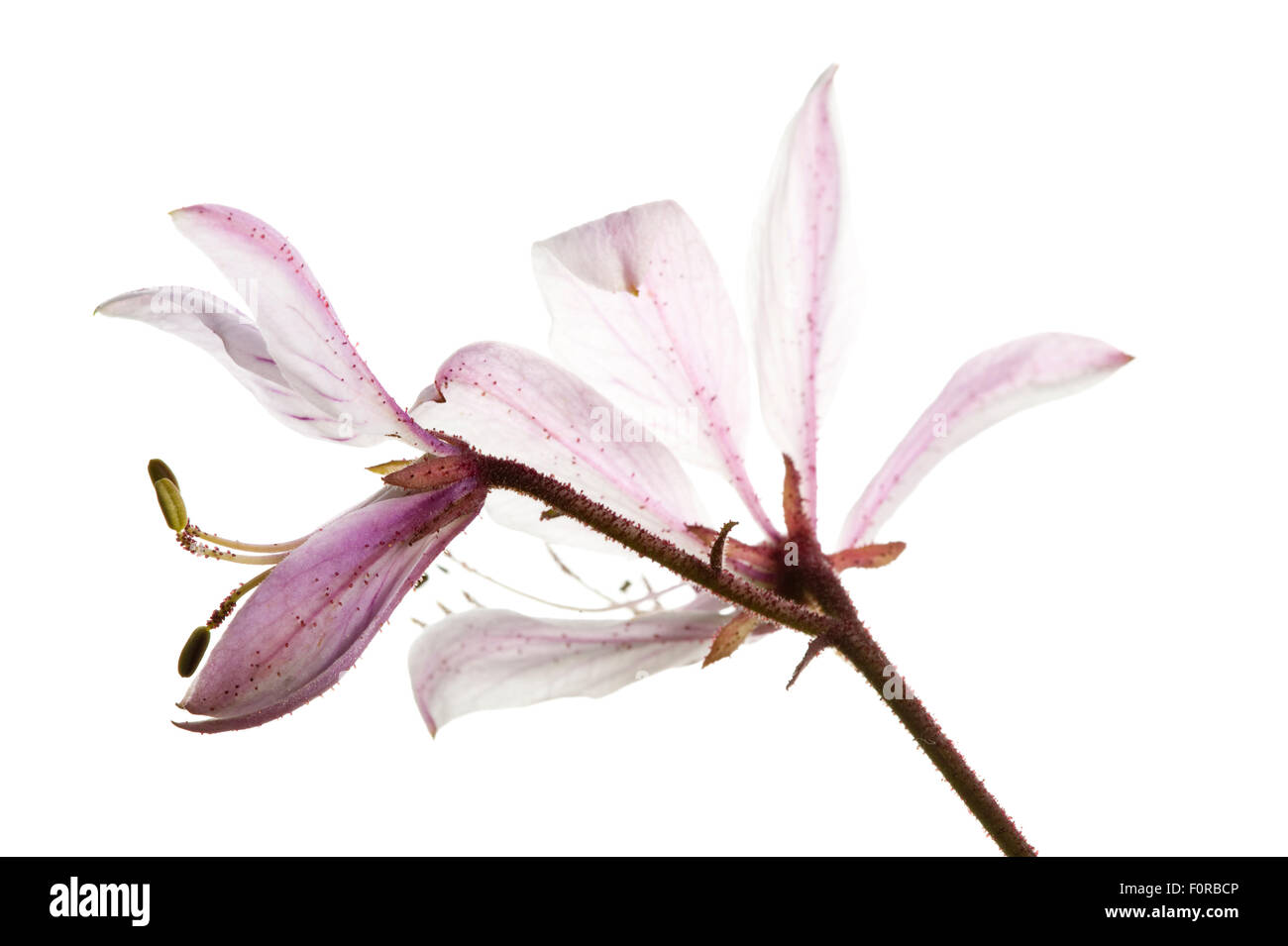 Burning bush (Dictamnus albus) close-up of flowers, Queyras Natural ...
