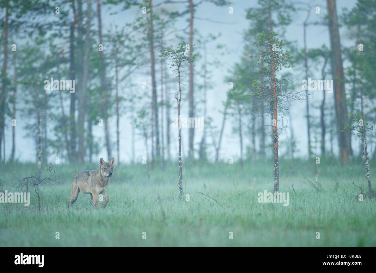 Eurasian / Grey wolf (Canis lupus) Kuhmo, Finland, July 2008 Stock ...