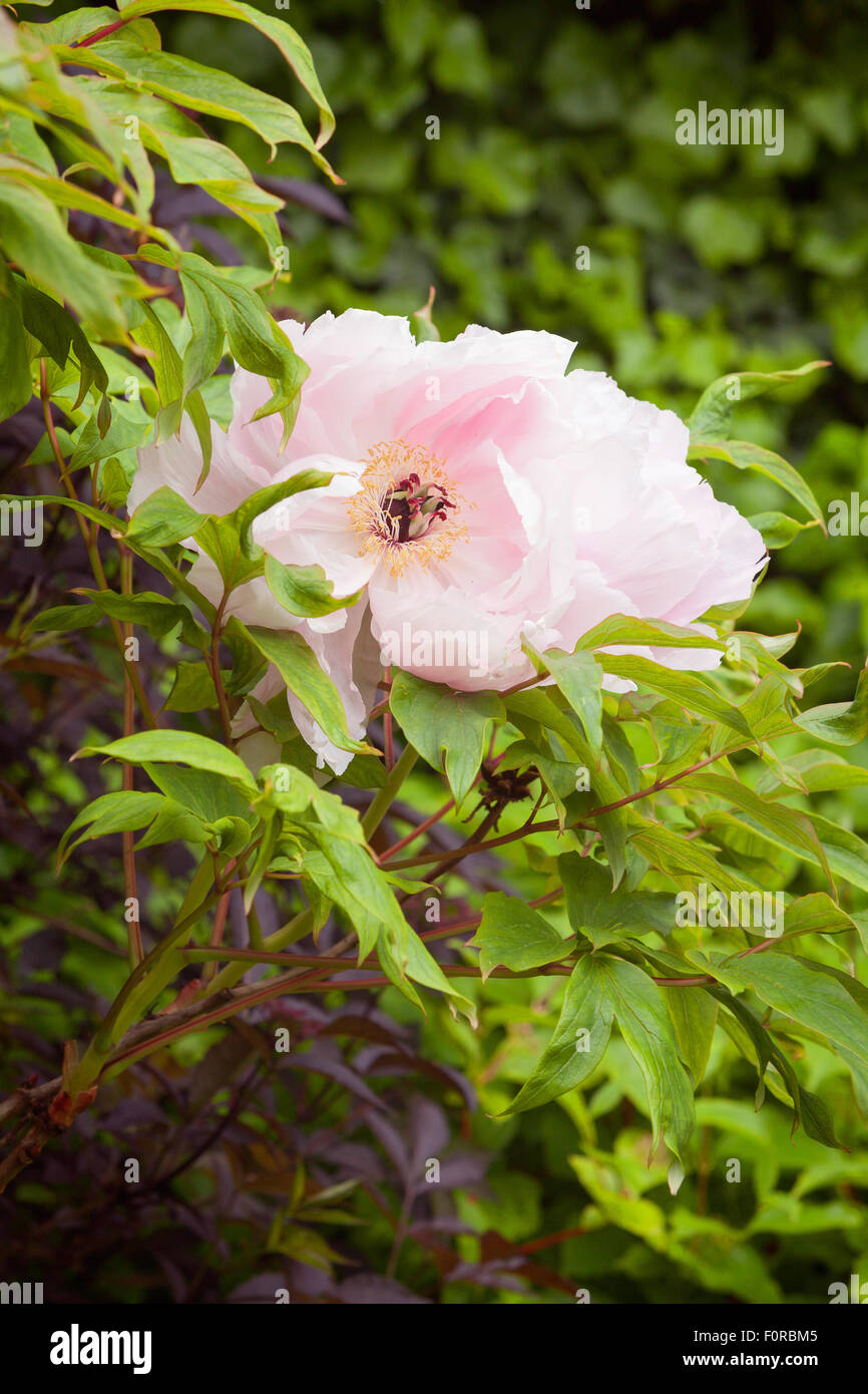 Peony tree hi-res stock photography and images - Alamy