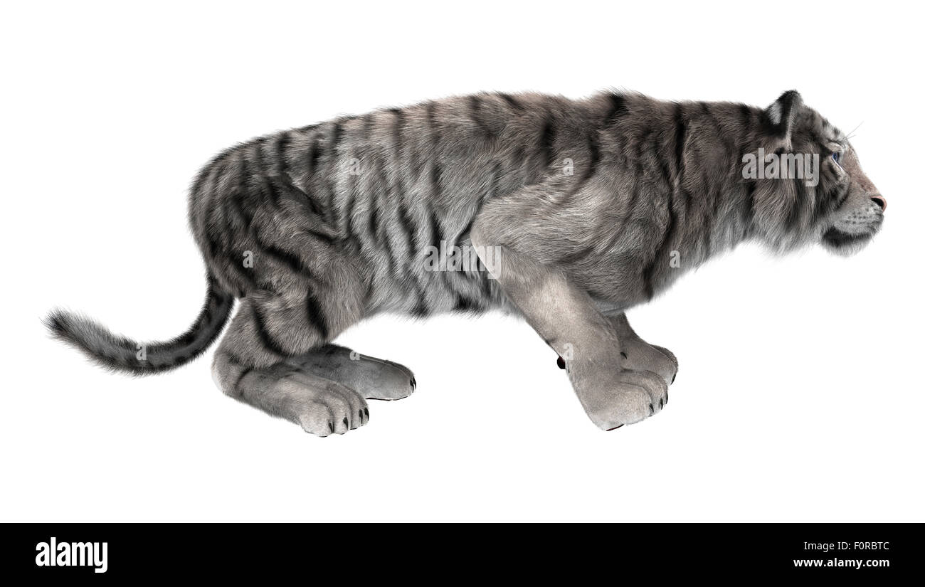 3D digital render of a white tiger hunting isolated on white background ...