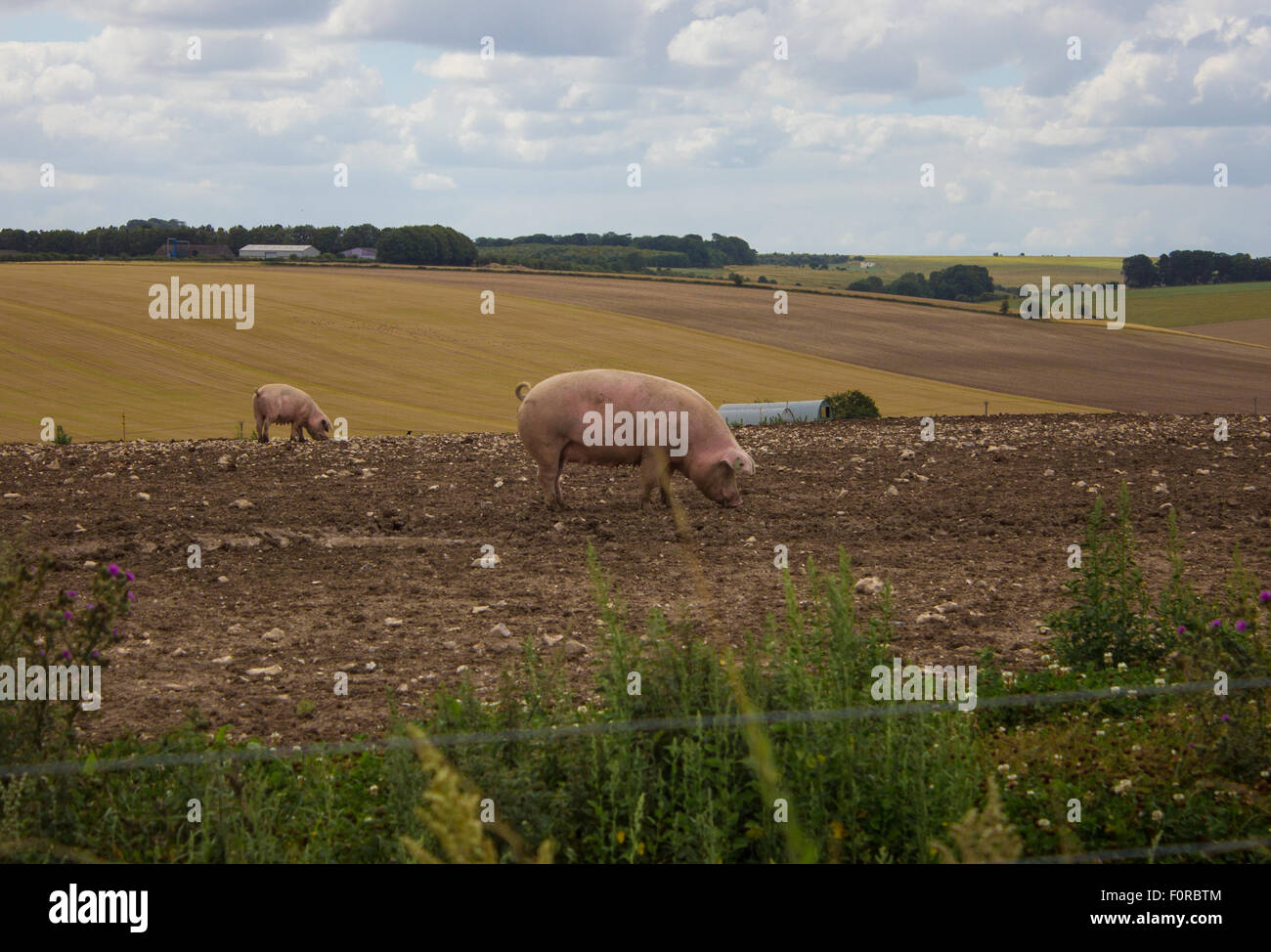 Pigs in a field amongst the countryside in Wiltshire, UK Stock Photo ...