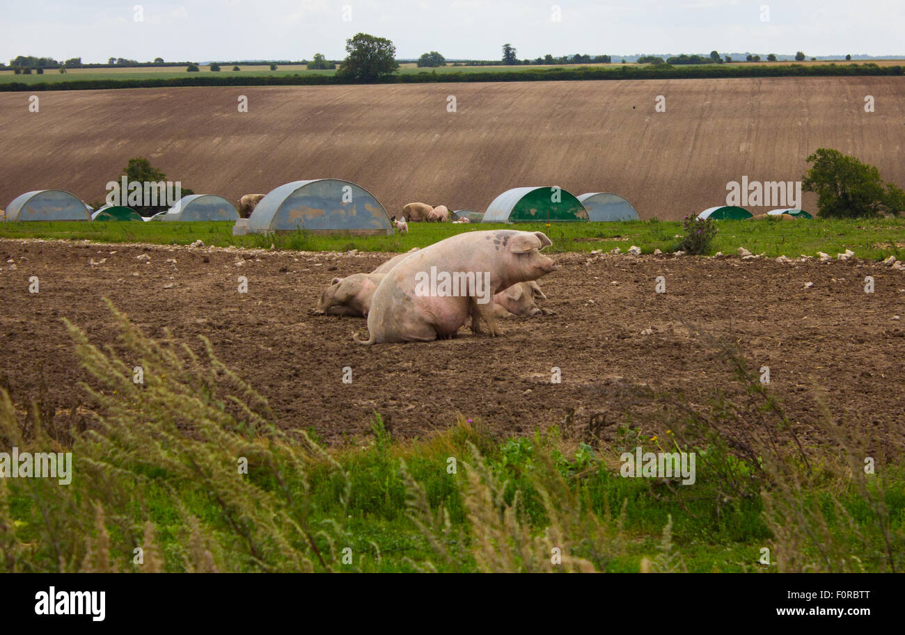 Pigs in a field amongst the countryside in Wiltshire, UK Stock Photo ...
