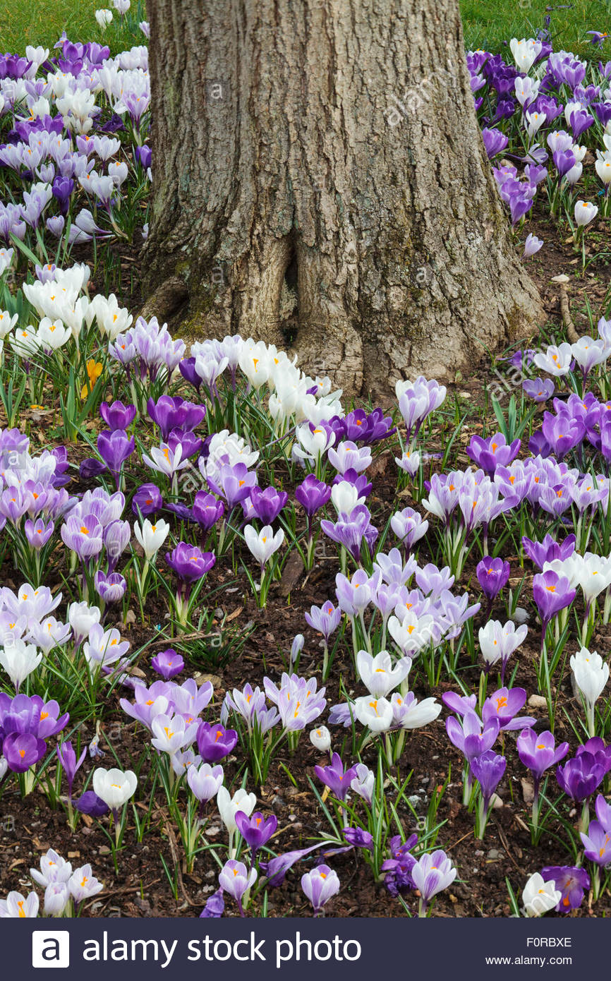 Crocus Around Base Of Tree High Resolution Stock Photography and Images ...