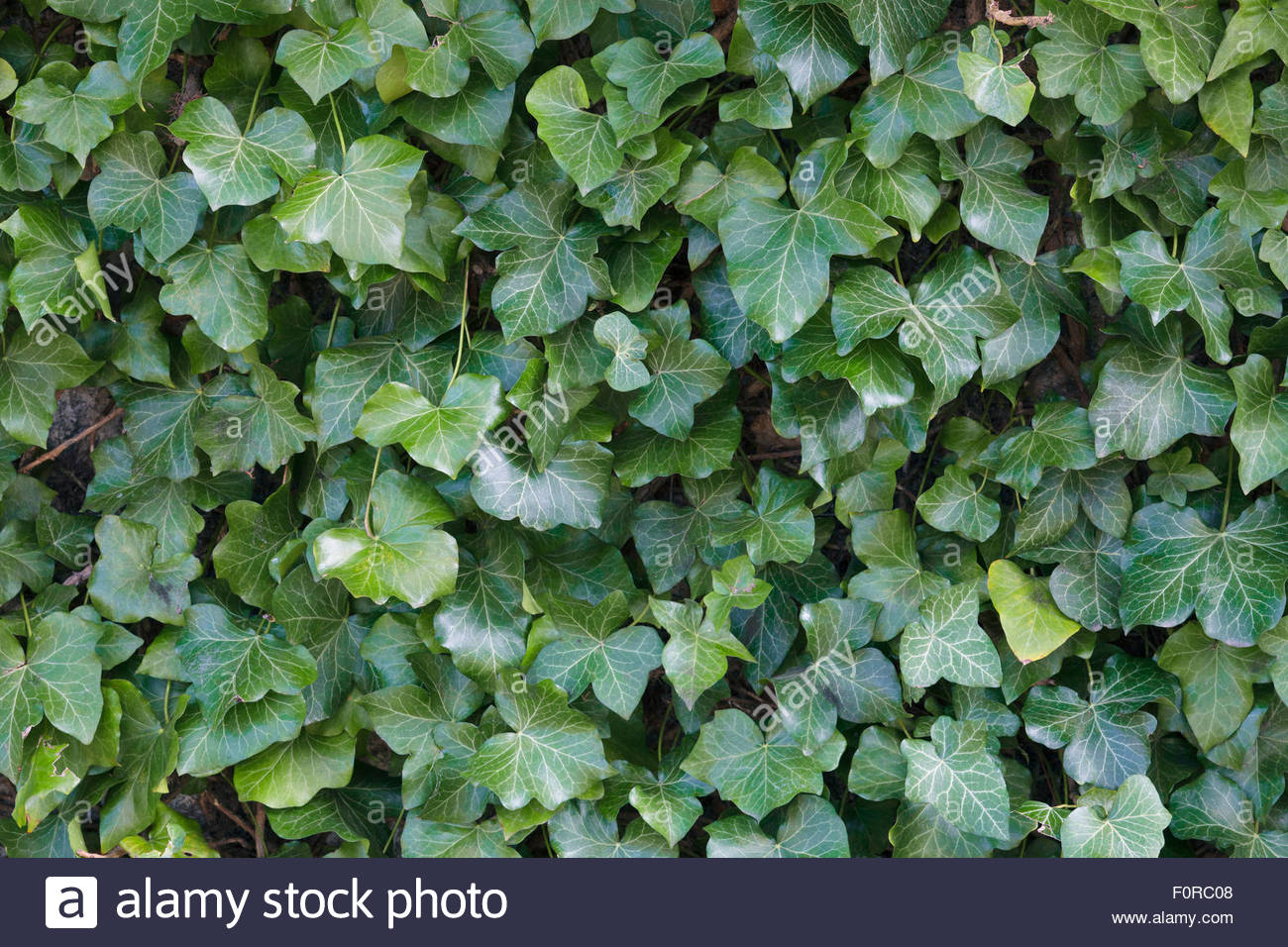 Hedera hibernica - Irish ivy Stock Photo: 86566152 - Alamy