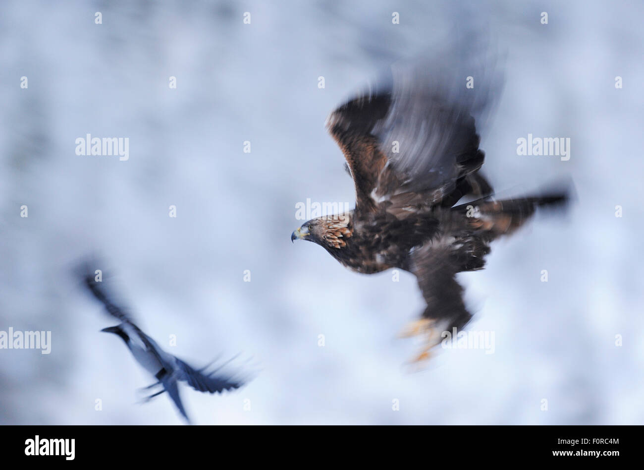 Crow corvus cornix norway hi-res stock photography and images - Alamy