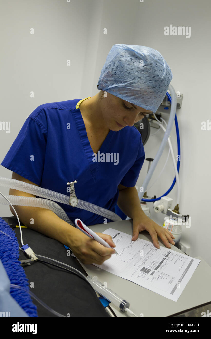 Veterinary operation hi-res stock photography and images - Alamy