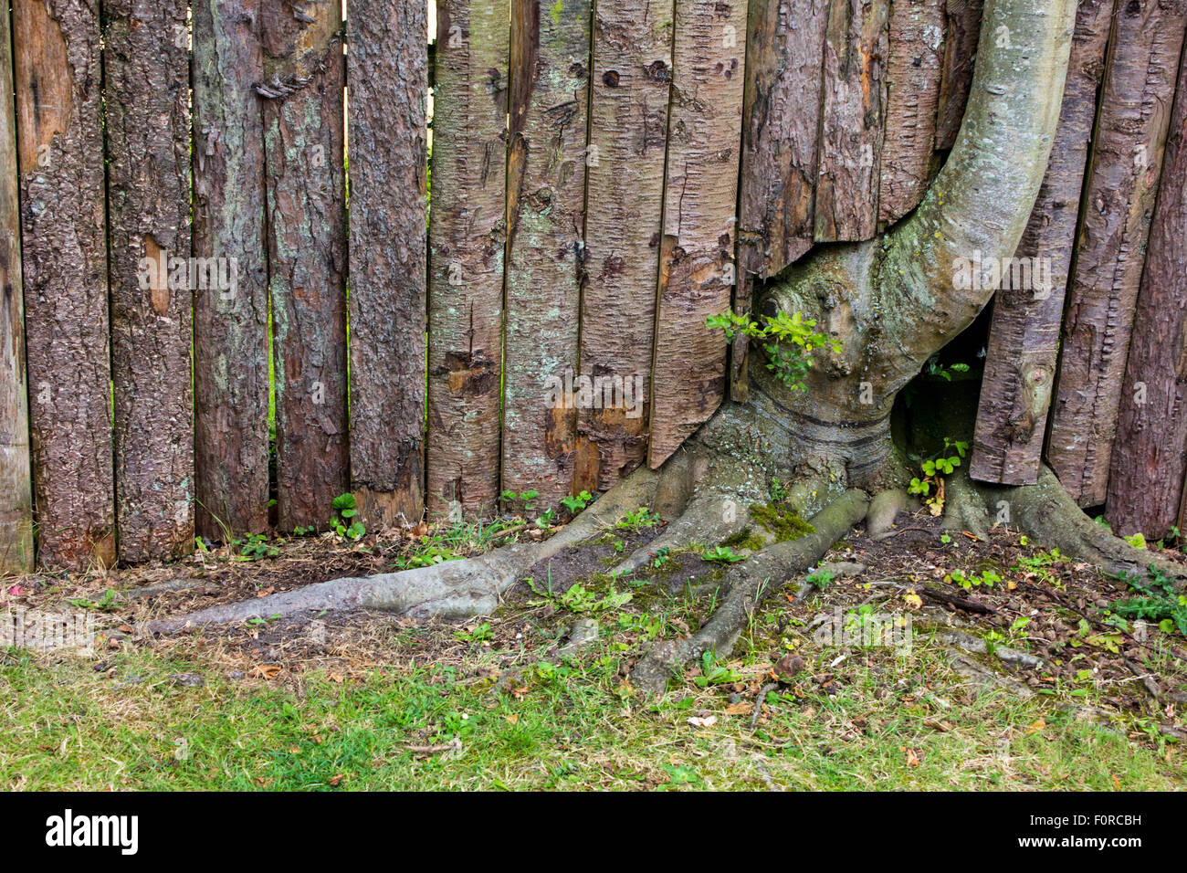 Fence around tree hi-res stock photography and images - Alamy
