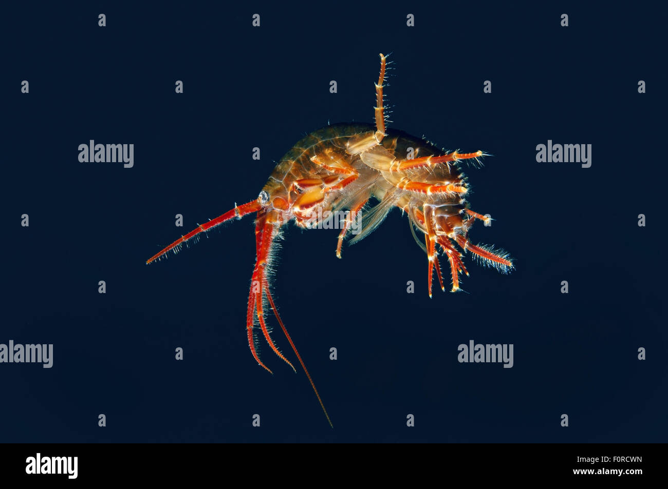 Gammarid amphipod hi-res stock photography and images - Alamy