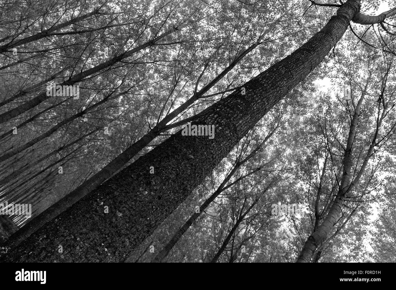 Oak forest in the herat of Tuscany, Italy Stock Photo - Alamy