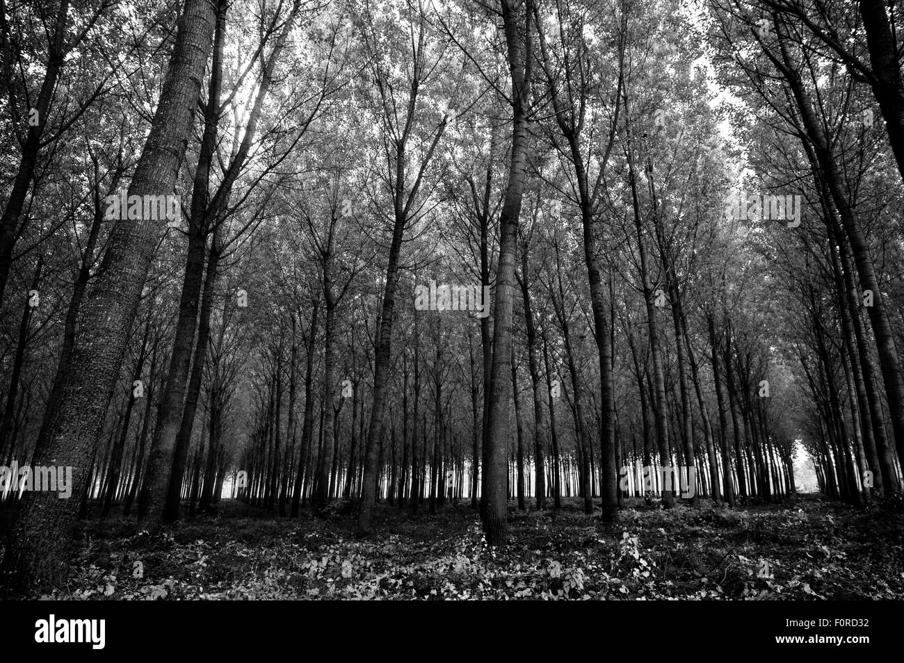 Oak forest in the herat of Tuscany, Italy Stock Photo - Alamy