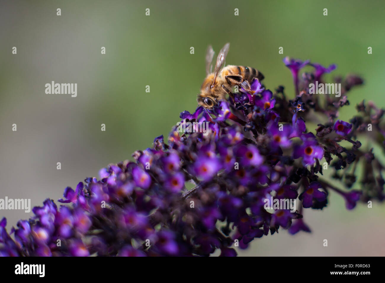 Bee buddleia hi-res stock photography and images - Alamy